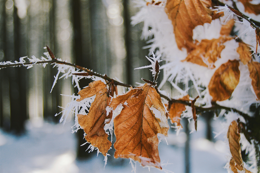 Principal's Message January 12th, 2025 - Thorncliffe School